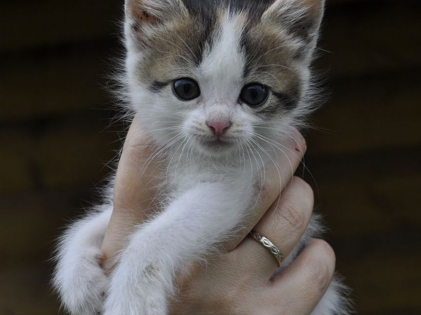 Очаровательные котята
