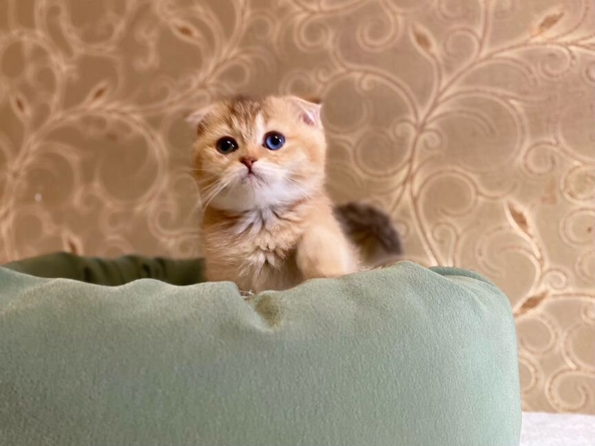 Котенок Ефим