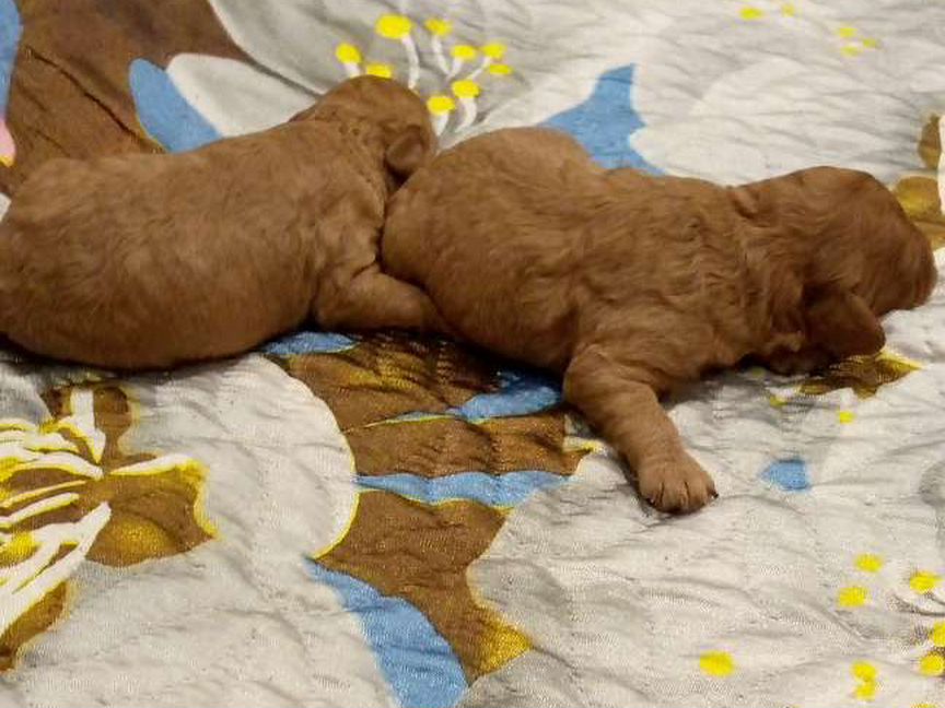 Щенок карликового пуделя