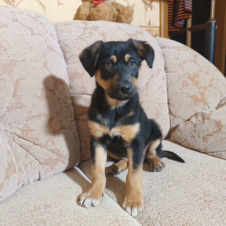 Щенок в добрые руки