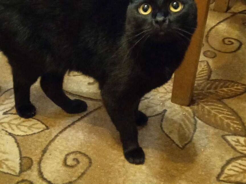 Кошка