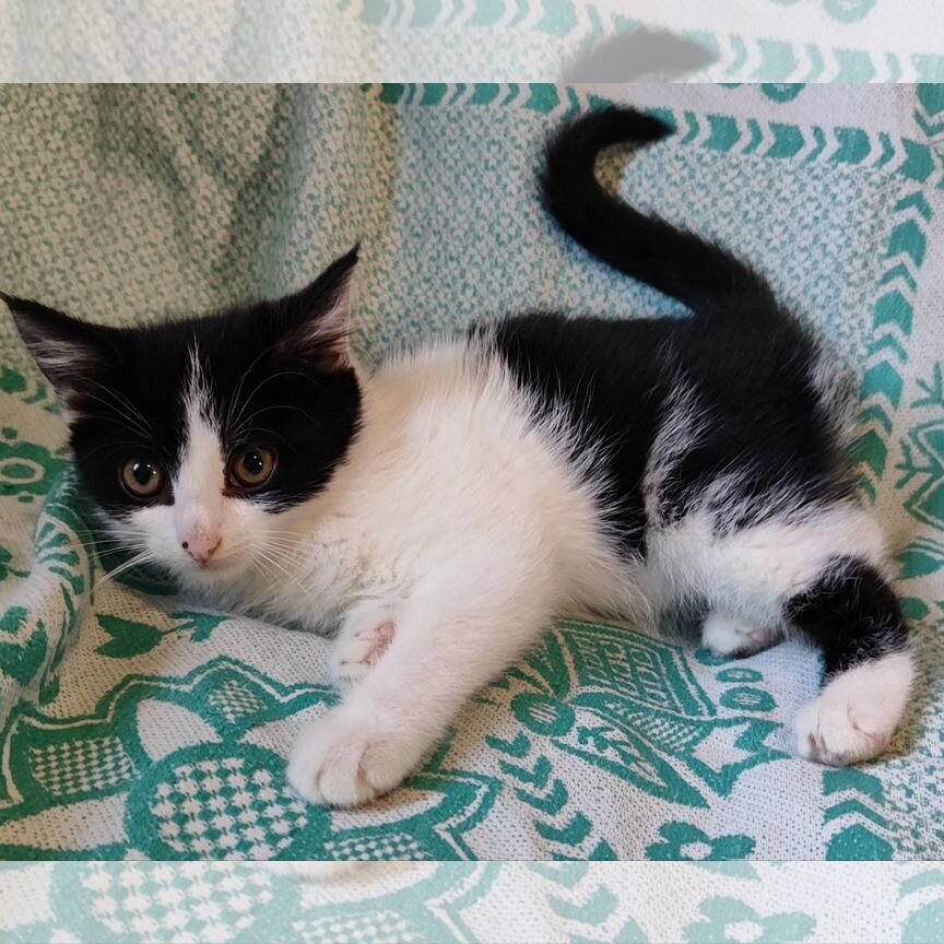 Котёнок в добрые руки