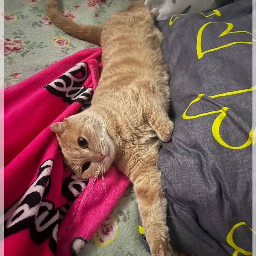 Шотландская вислоухая короткошёрстная, взрослая кошка