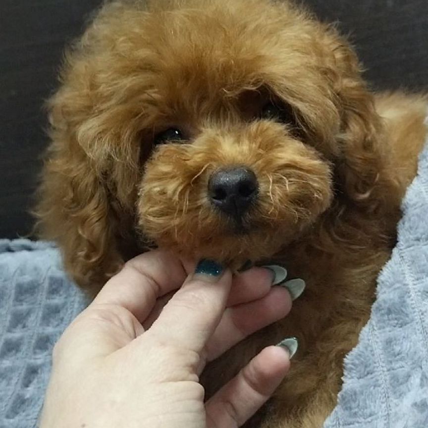 Той-пудель, щенок