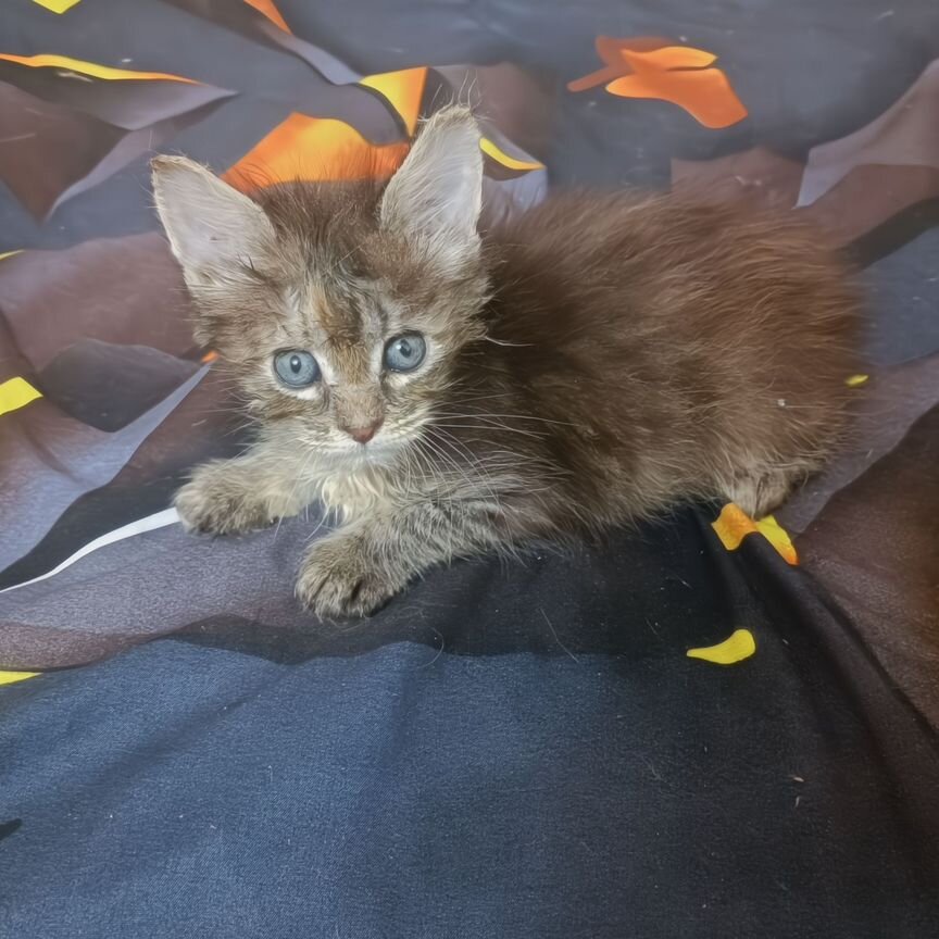 Мейн-кун котёнок