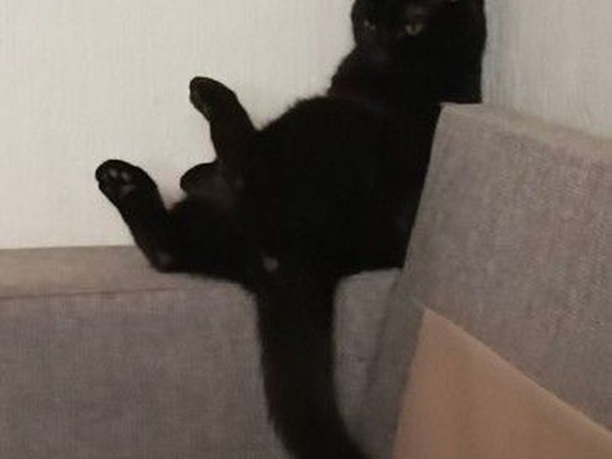 Отдам кису в добрые руки