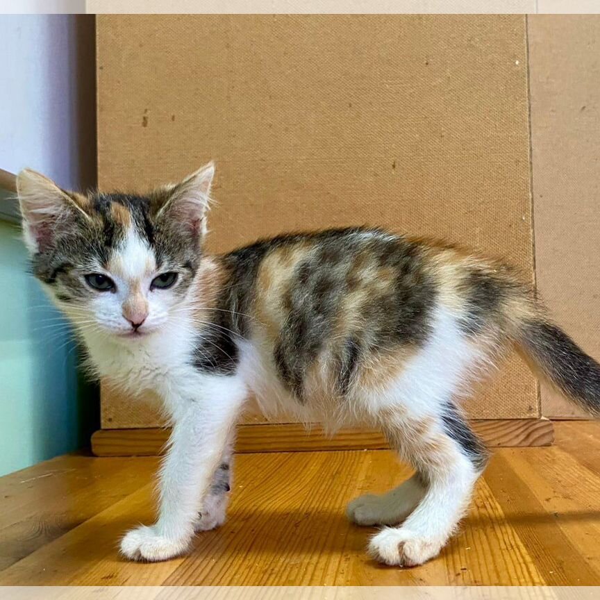 Котенок в добрые руки отдам бесплатно