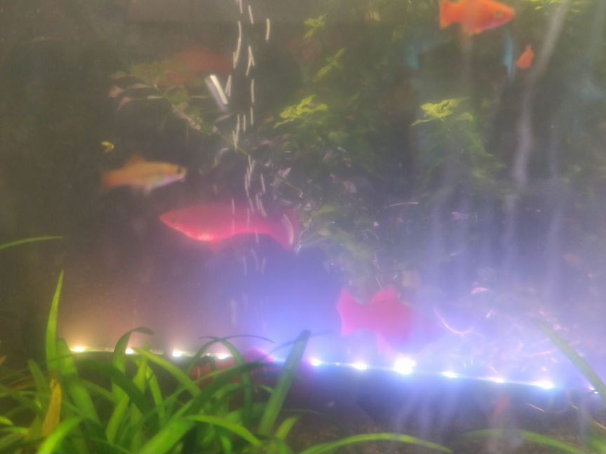 Рыба (бронь)