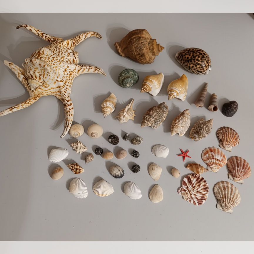 Ракушки морские пакетом