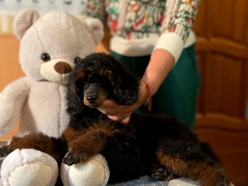 Щенки окраса черно-подпалый. Кобели