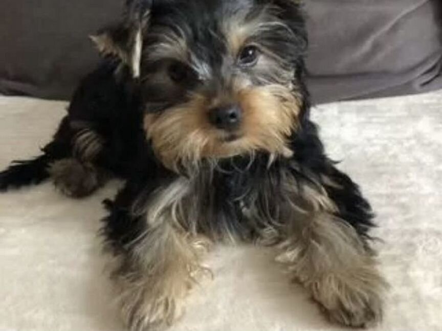 Продажа щенков йорка