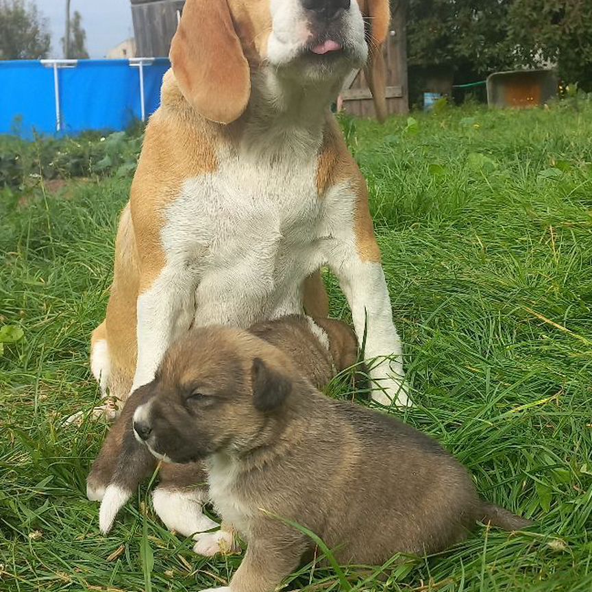 Щенки бигля