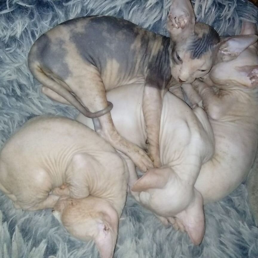 Котёнок