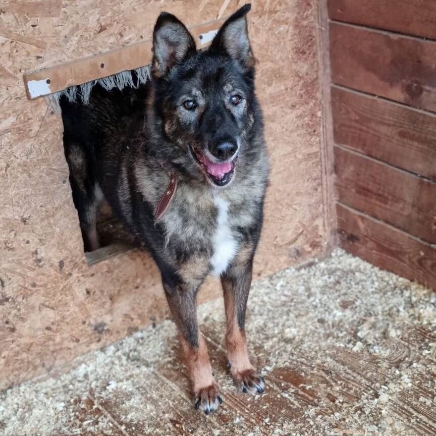 Собака в добрые руки