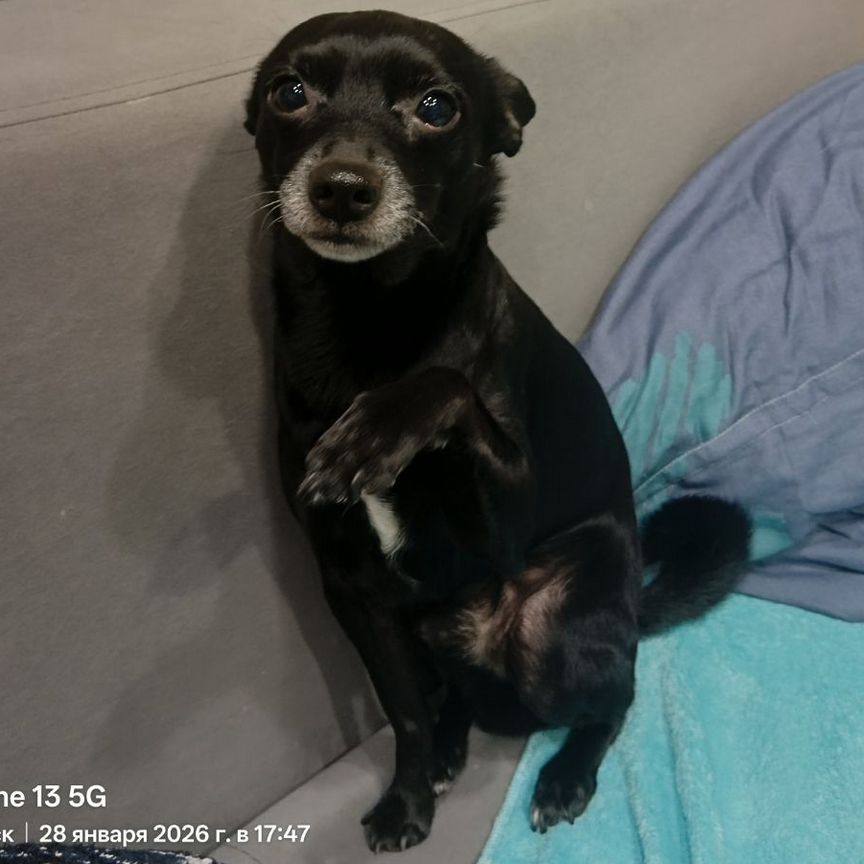 Взрослый пёс в добрые руки