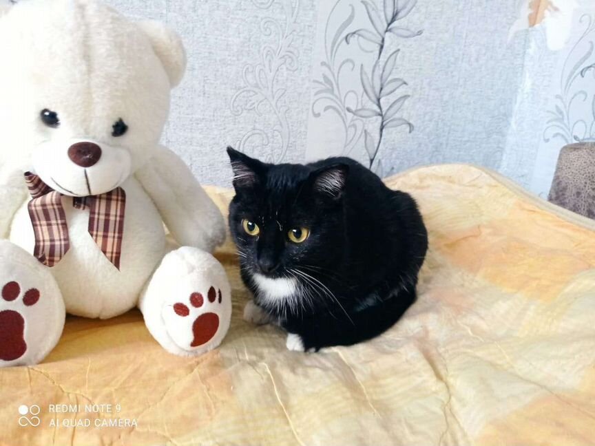 Кошка Лапка