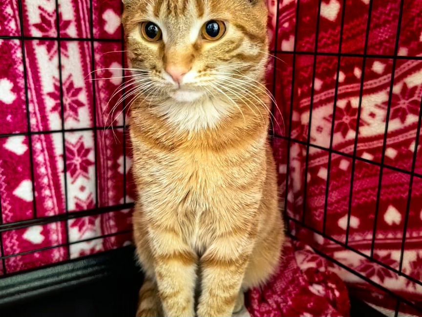 Рыжий котёнок в добрые руки