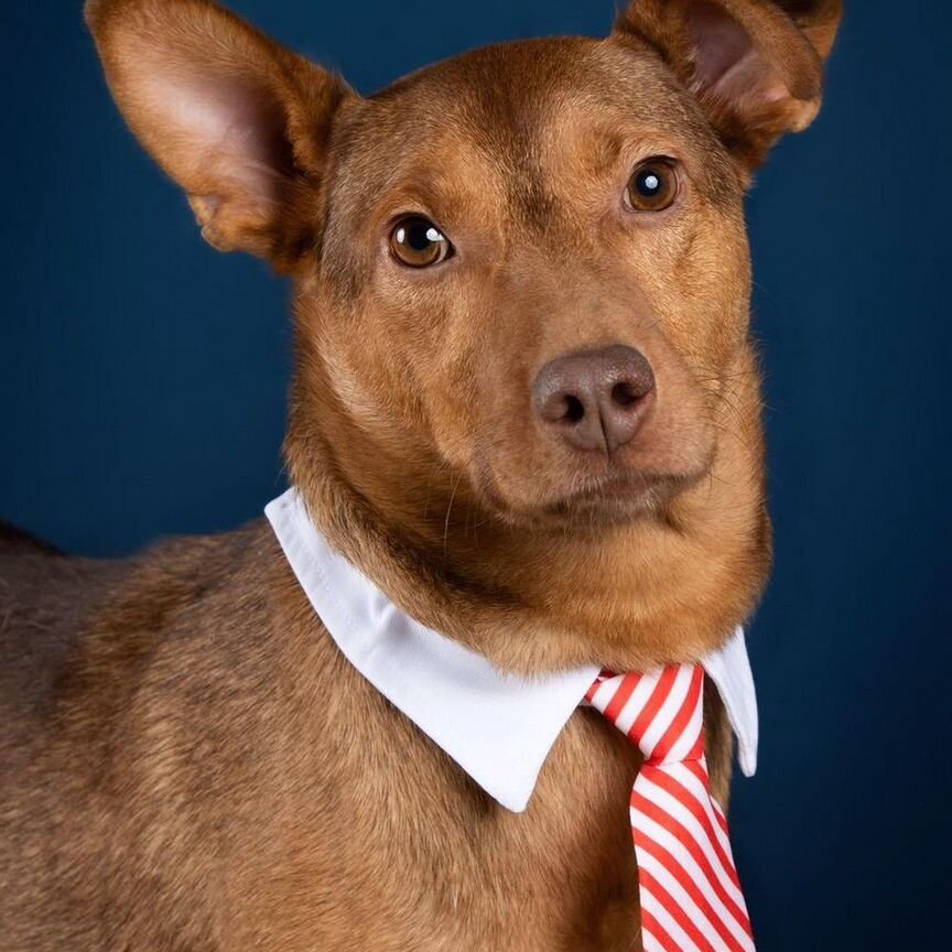 Собачка Макс