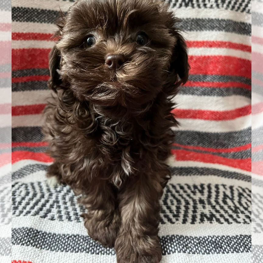 Мальтипу, щенок