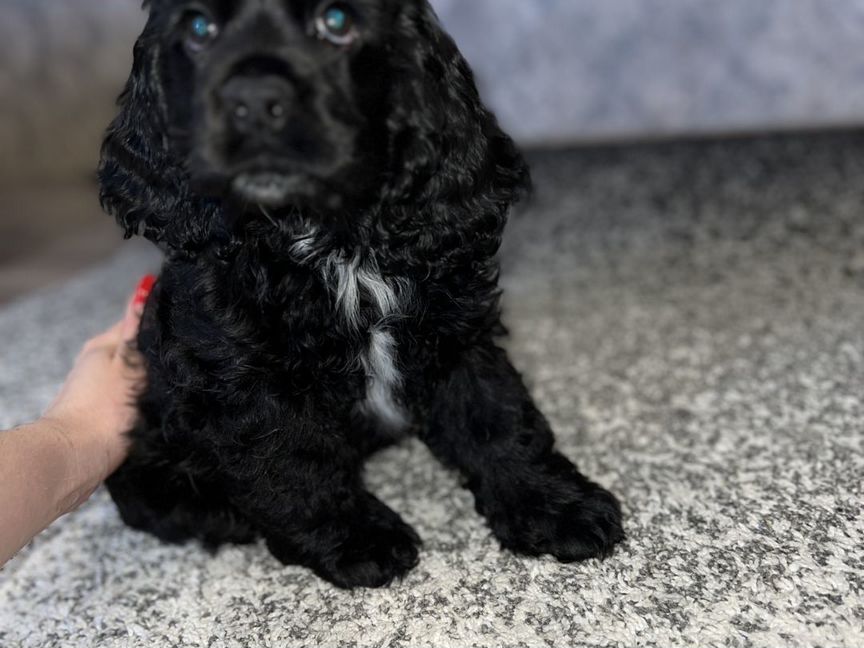 Продается Щенок американского Кокер спаниеля