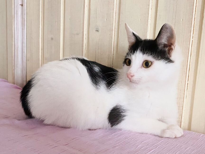 Котёнок в дар