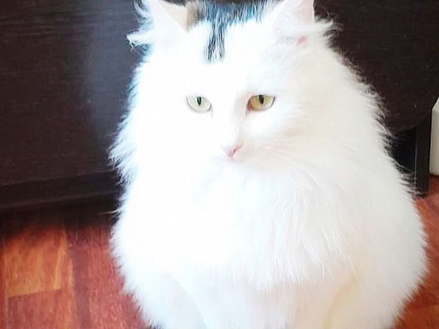 Котёнок белый Облачко Снежности в дар