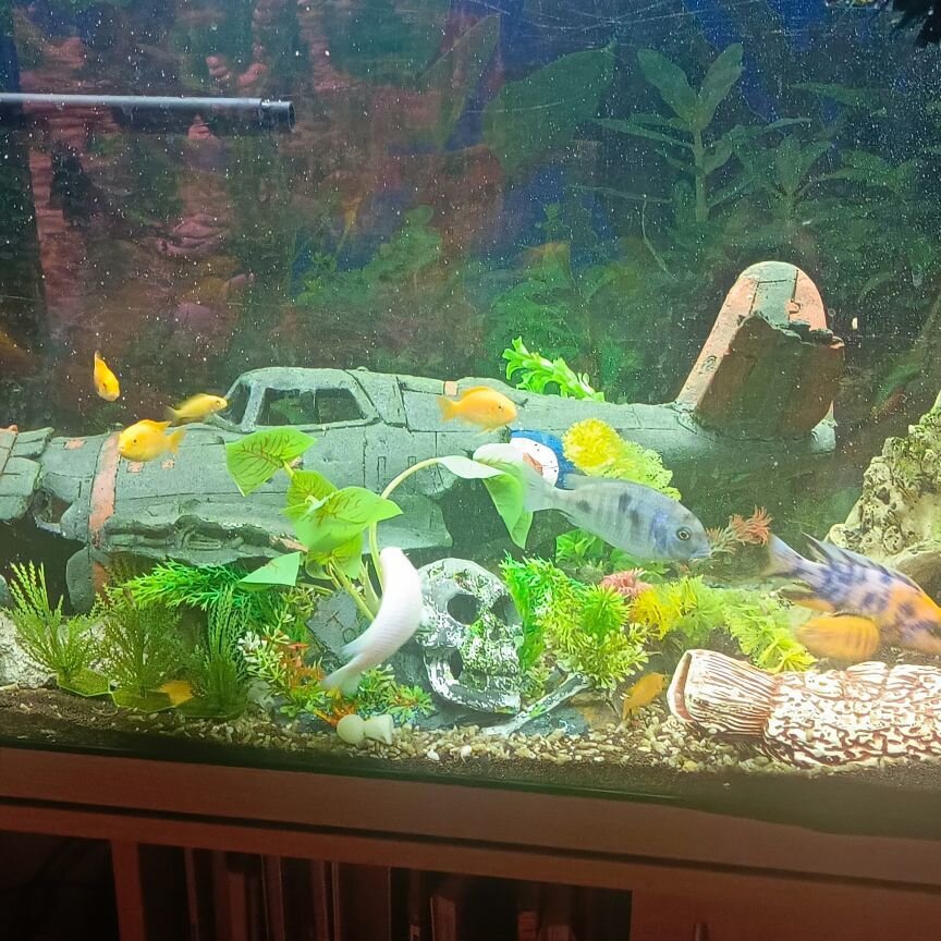 Рыба йохани