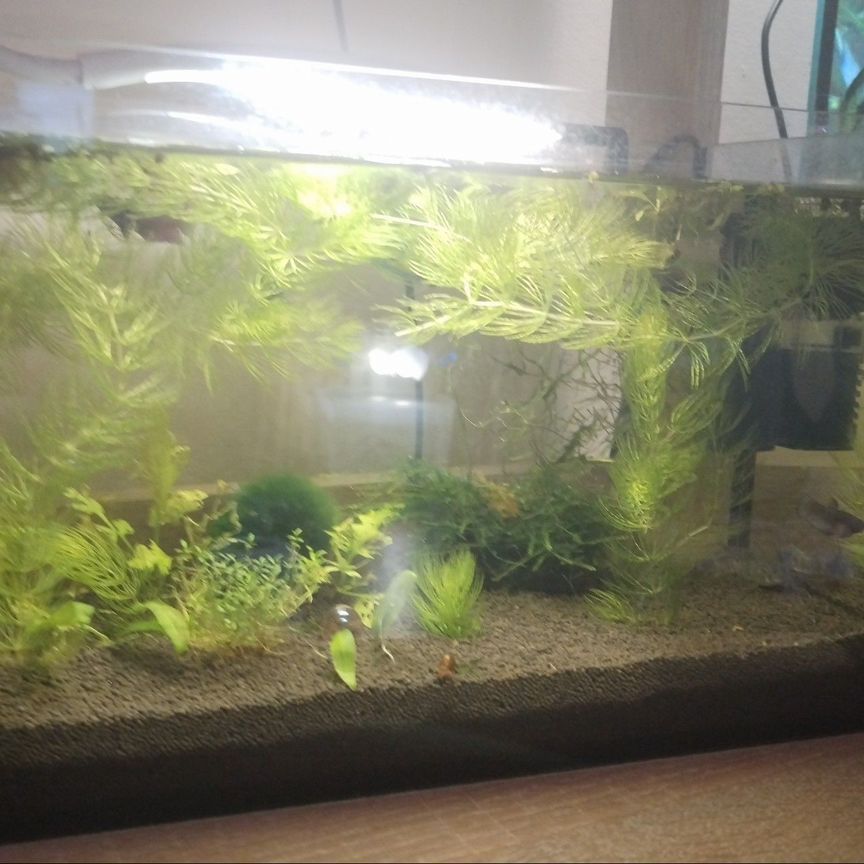 Заберу не нужный аквариум