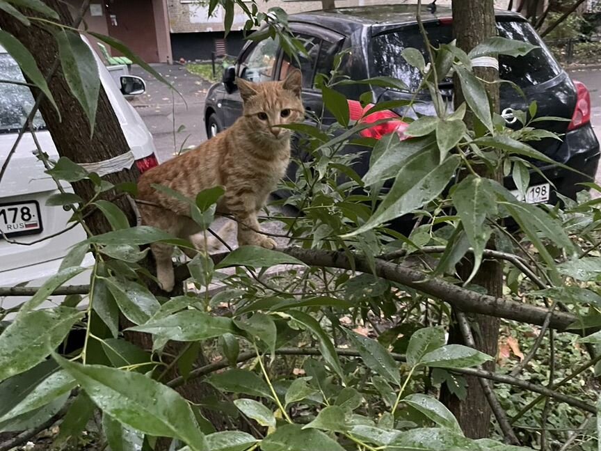 Котенок подросток Семушка