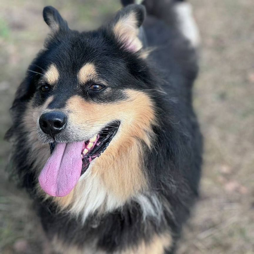 Заберите Атамана домой