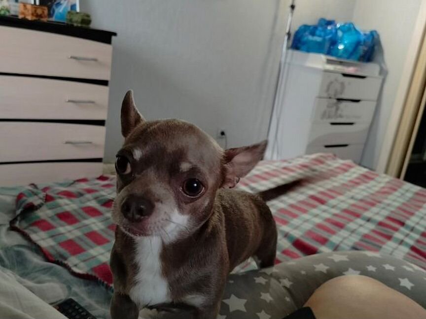 Маленькая собака чихуахуа мини