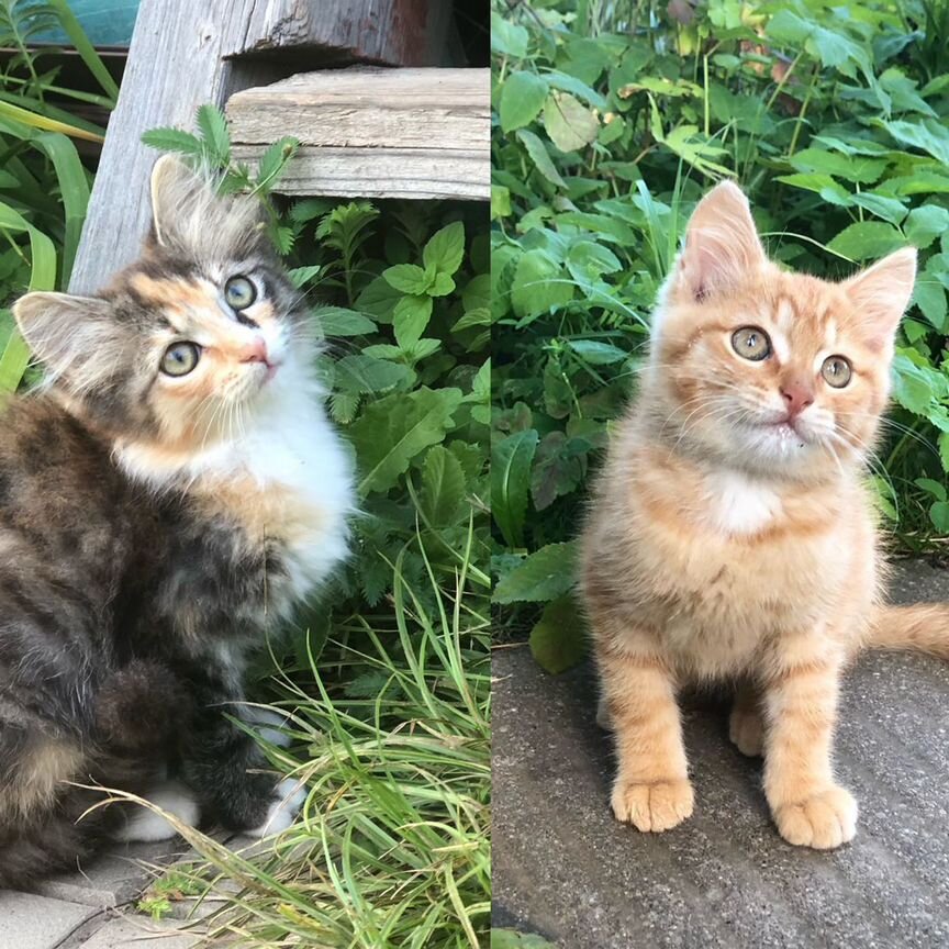 Котята в добрые руки