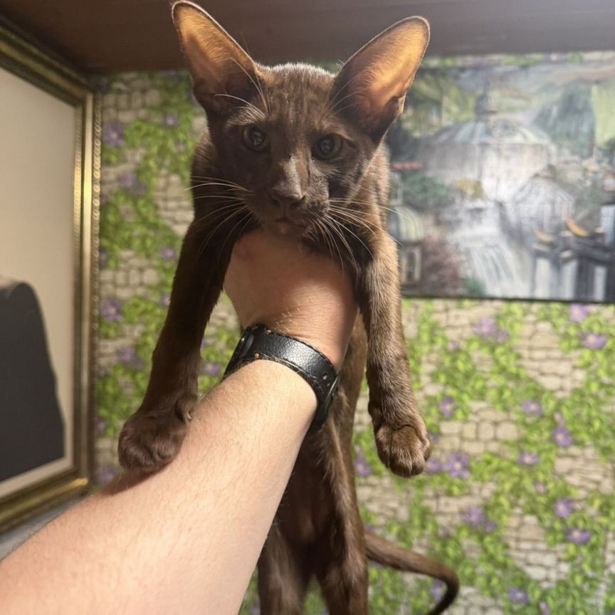 Ориентальный котёнок