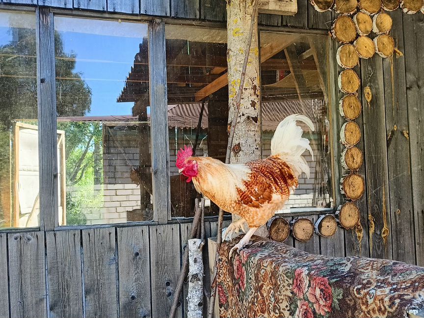 Молодые петухи