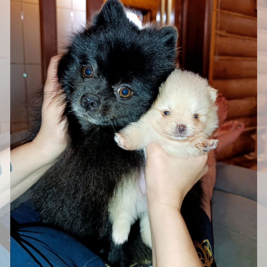 Щенки немецкого шпица