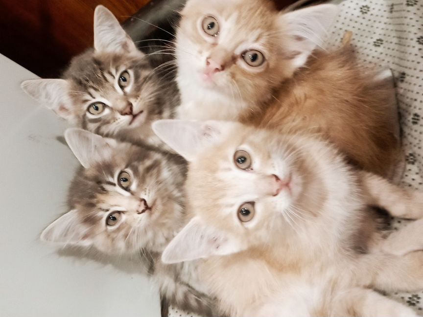 Котята 2,5 месяца