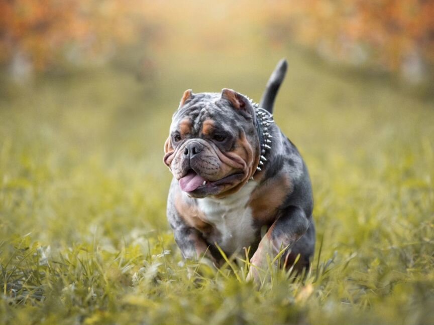 Американский булли Булли