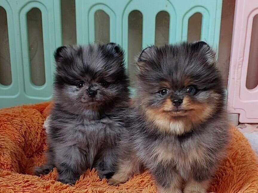 Мрамор (Мерле)шпицы мини