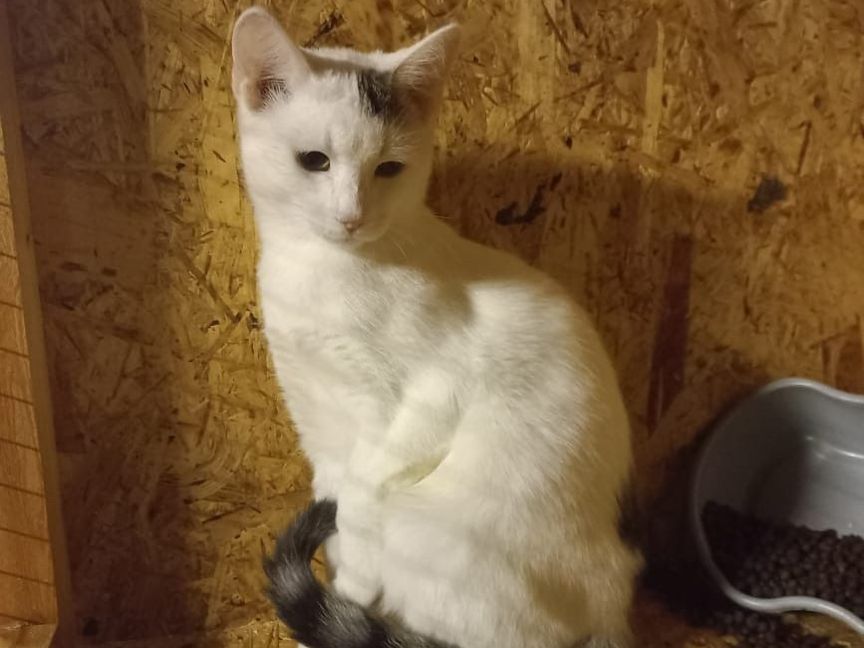 Котенок Вайт