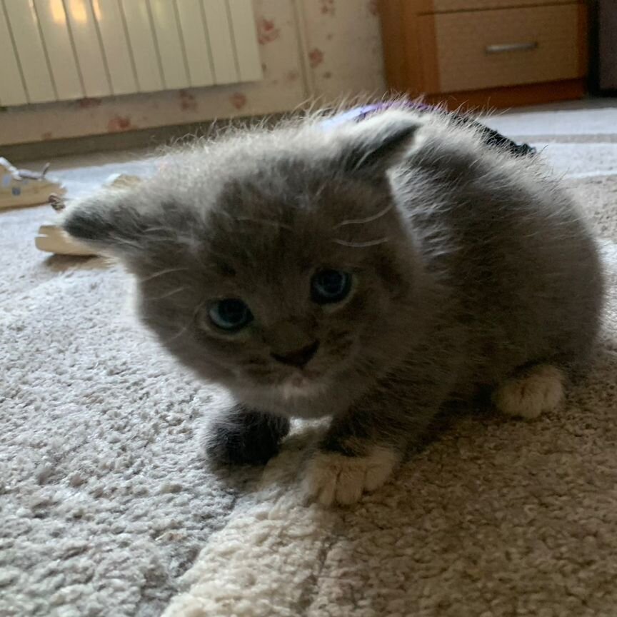 Британские котята