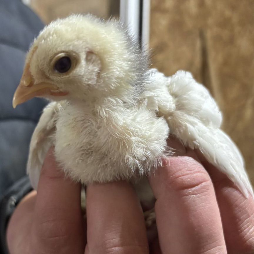Цыпленок карликовый кохинхин