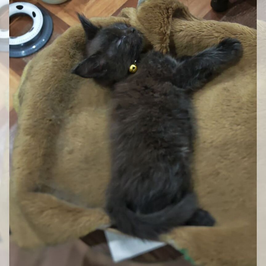 Мейн-кун котёнок