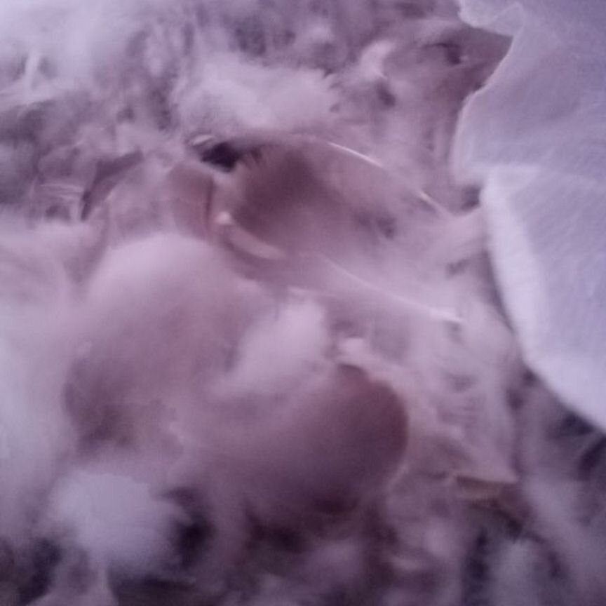 Перо гусиное