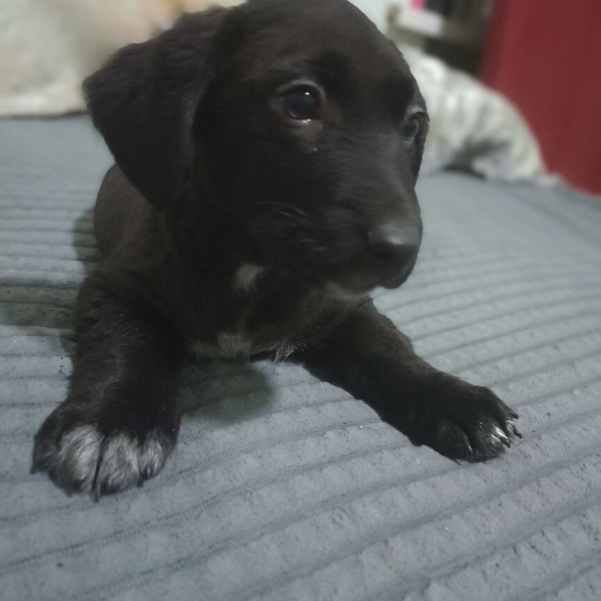 Щенок в добрые руки