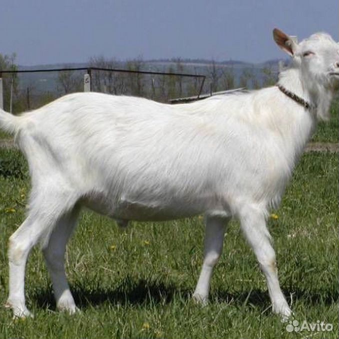 Продаеться козел (камол)