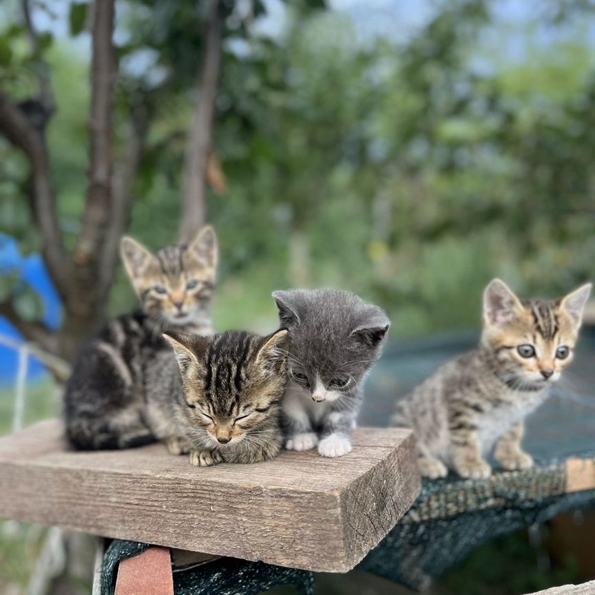 Котята в добрые руки даром