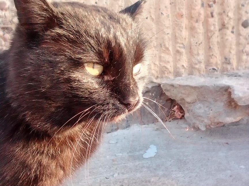 Кот в добрые руки бездомный ласковый