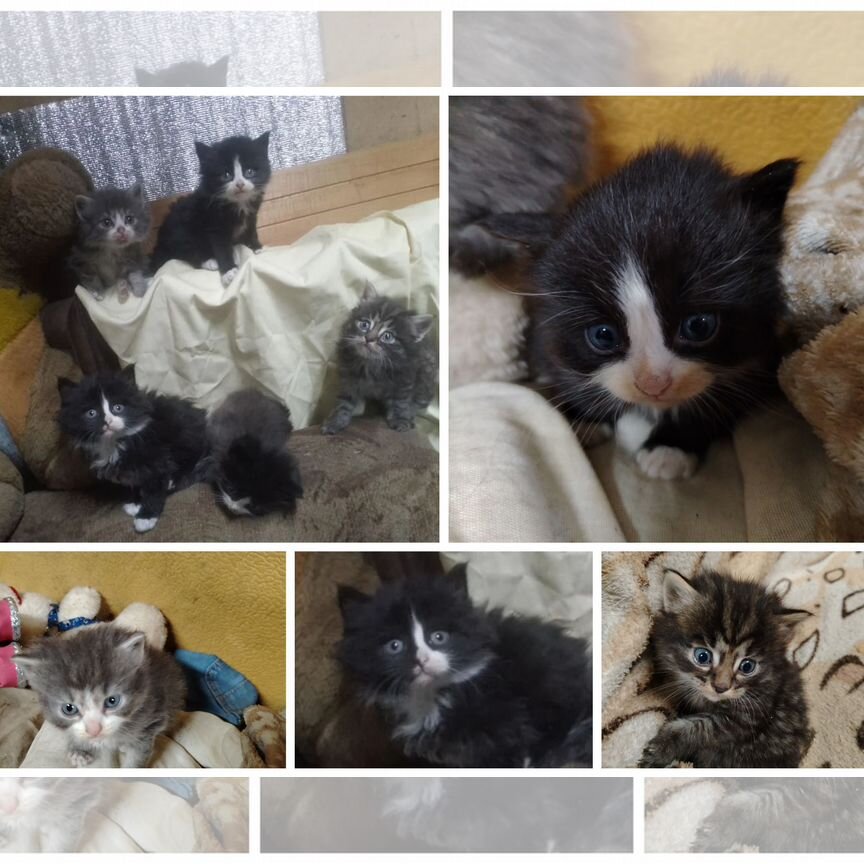 Котёнок в добрые руки