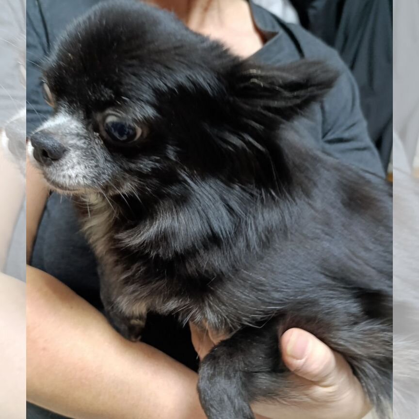 Чихуахуа, взрослая собака