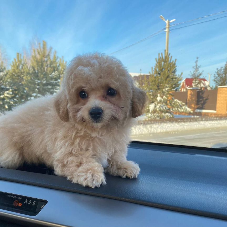 Мальтипу, пушён